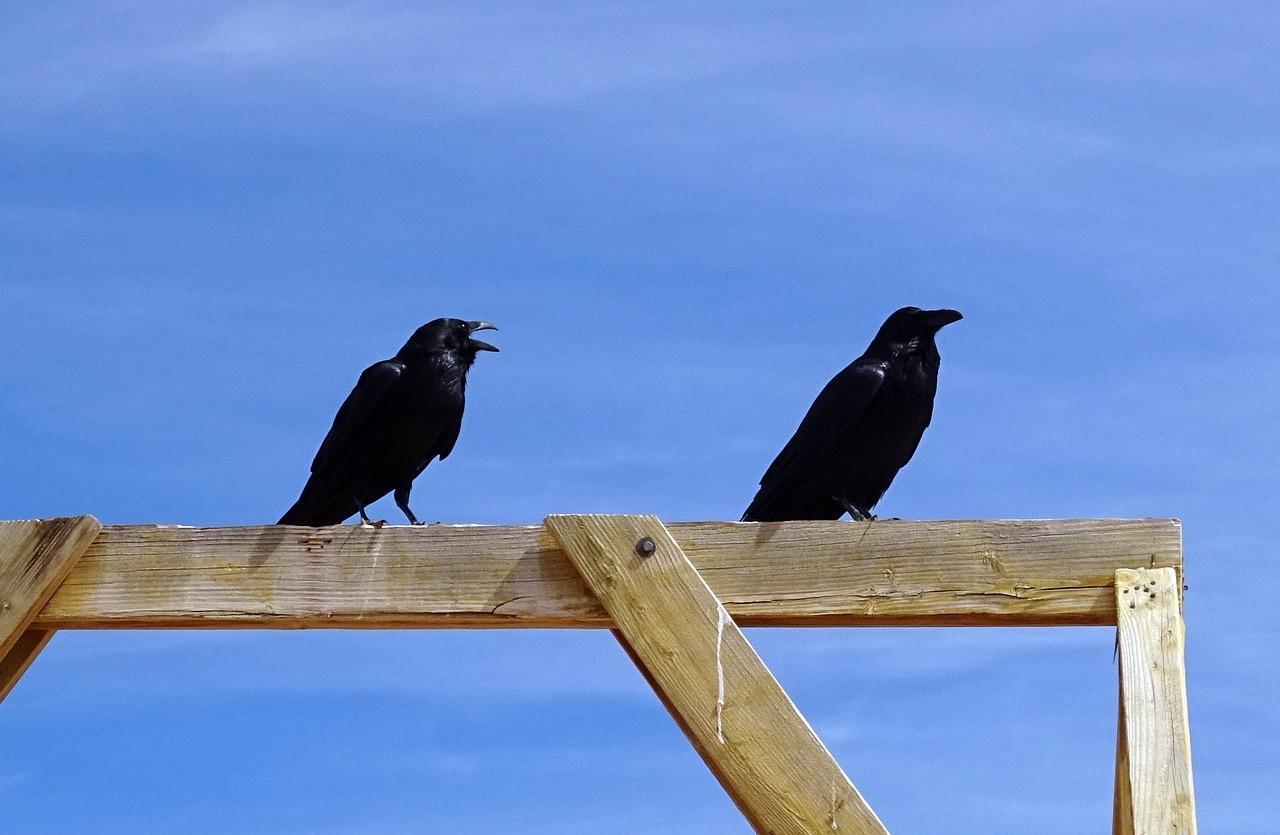 Why Do Crows Caw? - Cawing in Crows