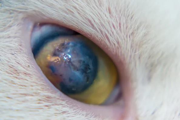 My Cat Has Blood in Their Eye - Causes of Blood in Cat's Eye