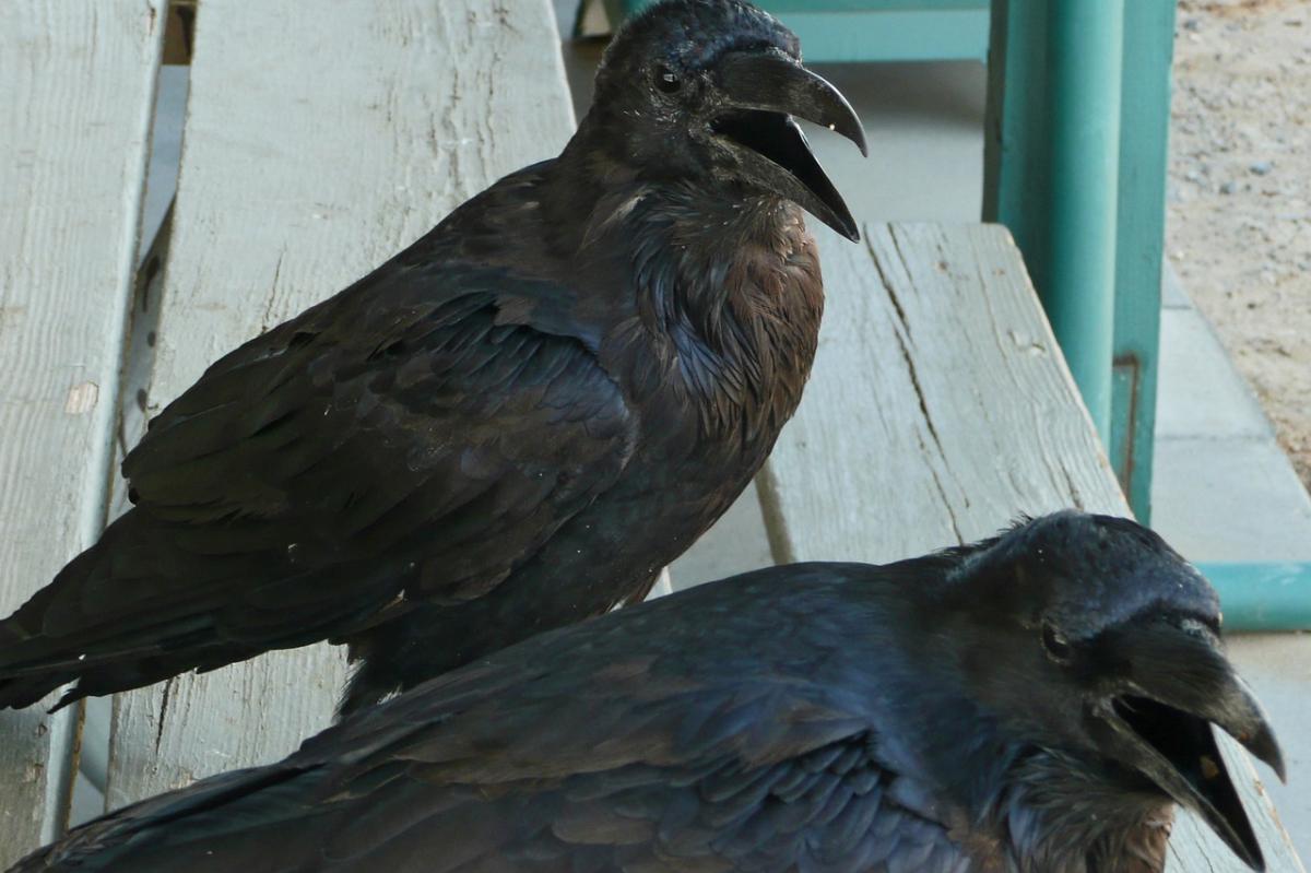 Why Do Crows Caw? - Cawing in Crows
