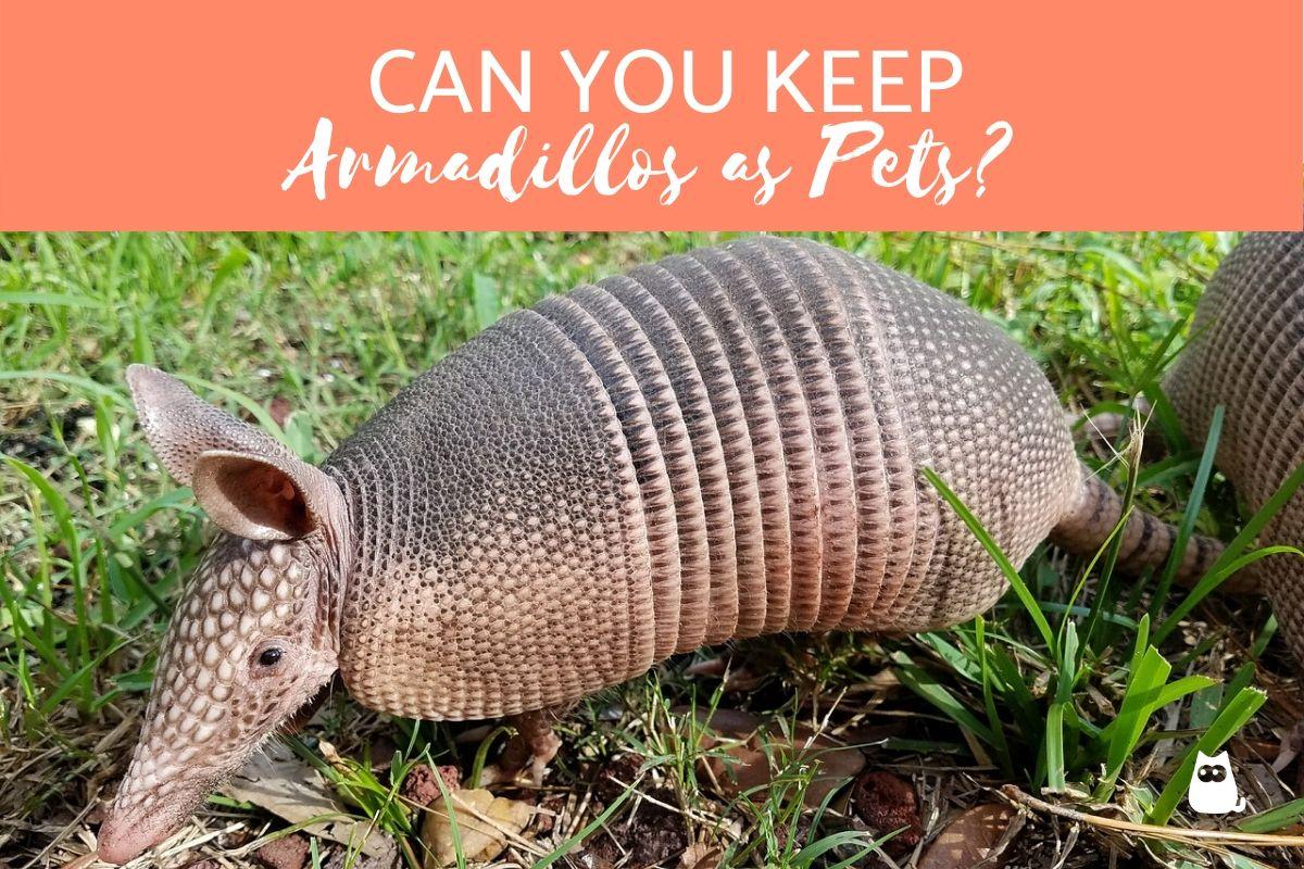 Can You Have an Armadillo as a Pet? - Is it Legal?