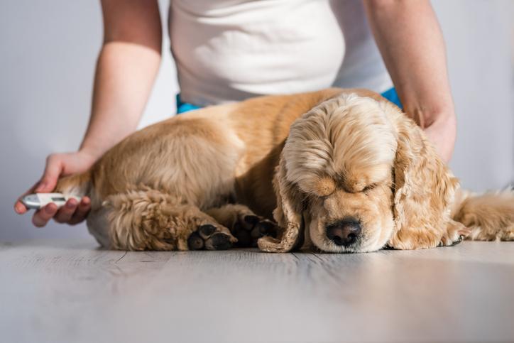 Encephalitis in Dogs - Symptoms And Treatment