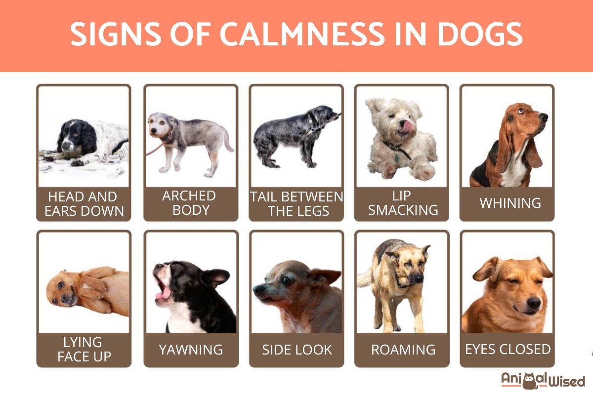 How Do Dogs Say Sorry? - Dog Body Language