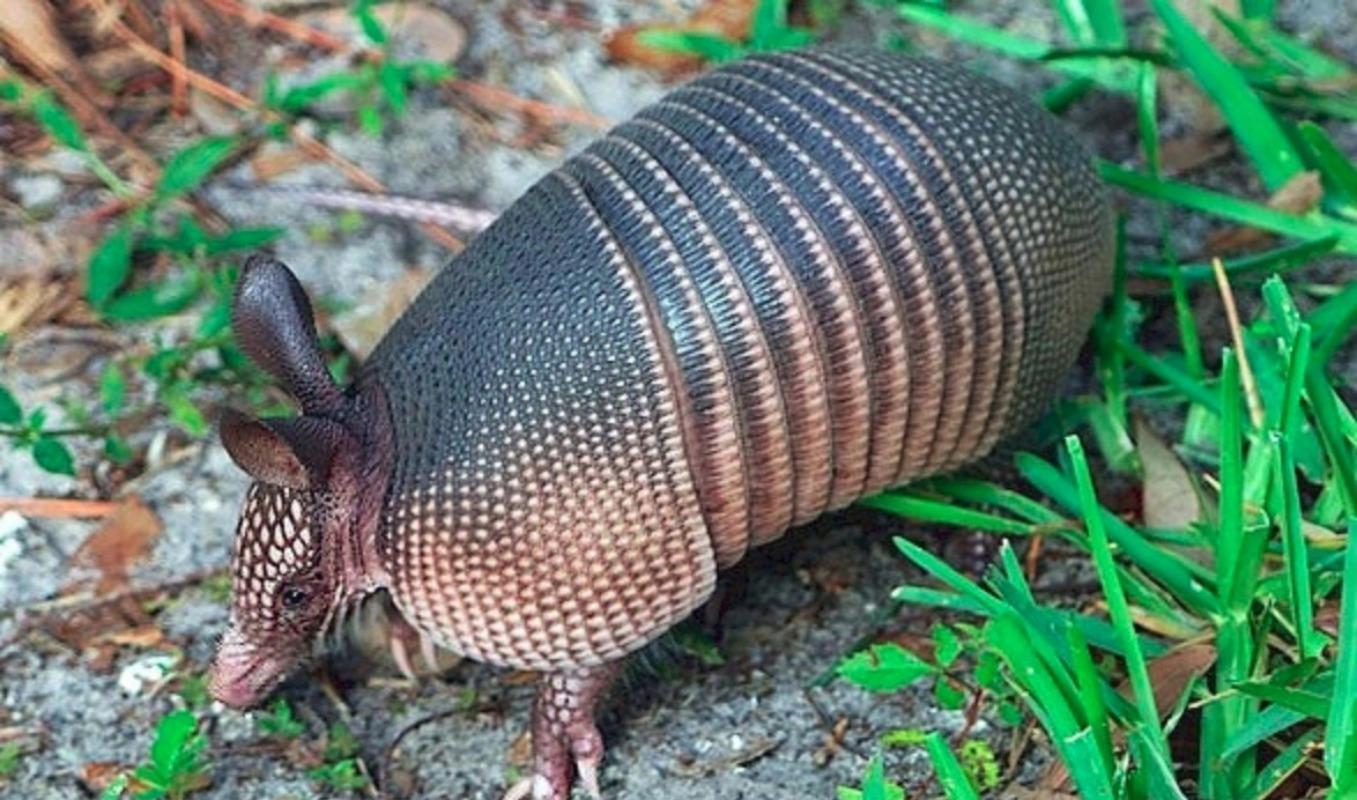Can You Have an Armadillo as a Pet? - Is it Legal?