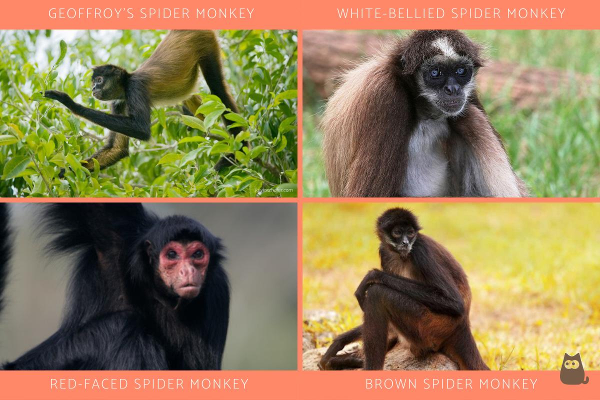 Types of Spider Monkeys