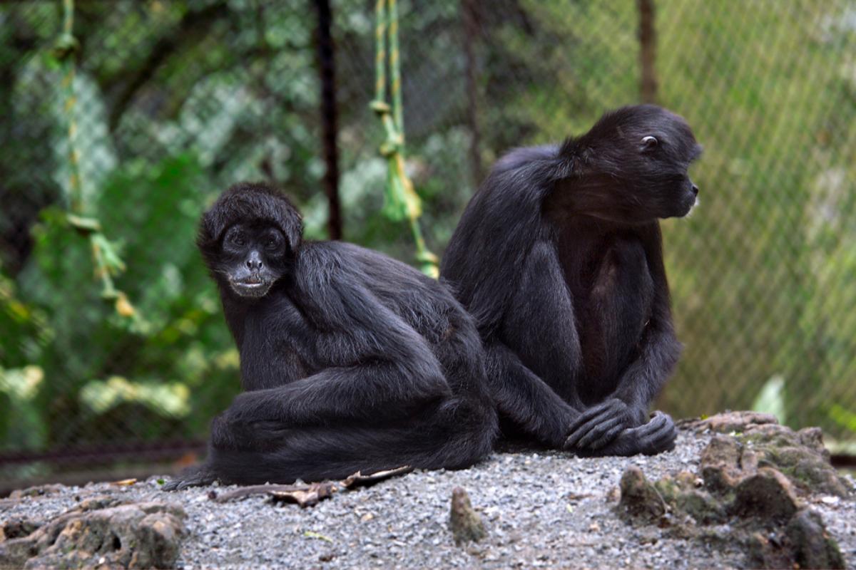 Types of Spider Monkeys