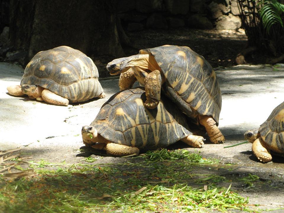 Reproduction of Turtles and Tortoises