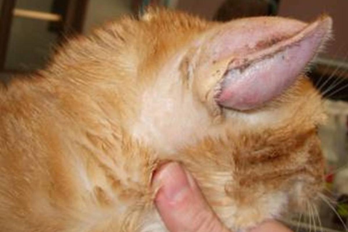 Aural Hematoma in Cats - Causes and Treatment of Cat Ear Hematoma