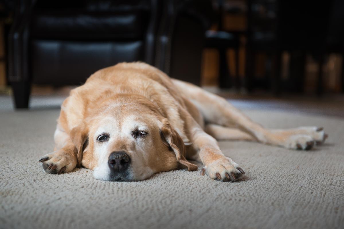 How to Comfort a Dog with Epilepsy - Methods to Ease Seizures