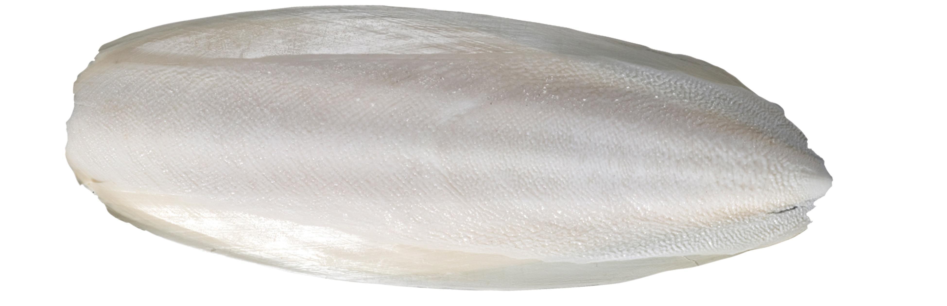 Nutritional Properties of Cuttlebone for Pets