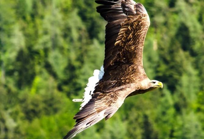 Where Do Eagles Live? - Habitat, Range and Distribution
