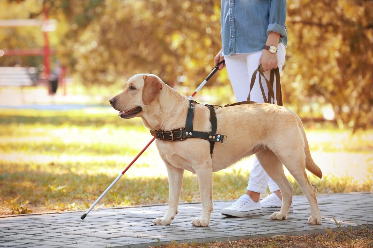 Best Guide Dog Breeds - Characteristics, Training and Adoption