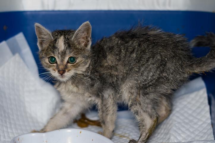 Feline Inflammatory Bowel Disease - Treating IBD in Cats