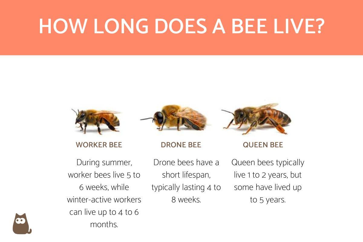 How Long Does a Bee Live? - Types of Bees and Their Lifespan