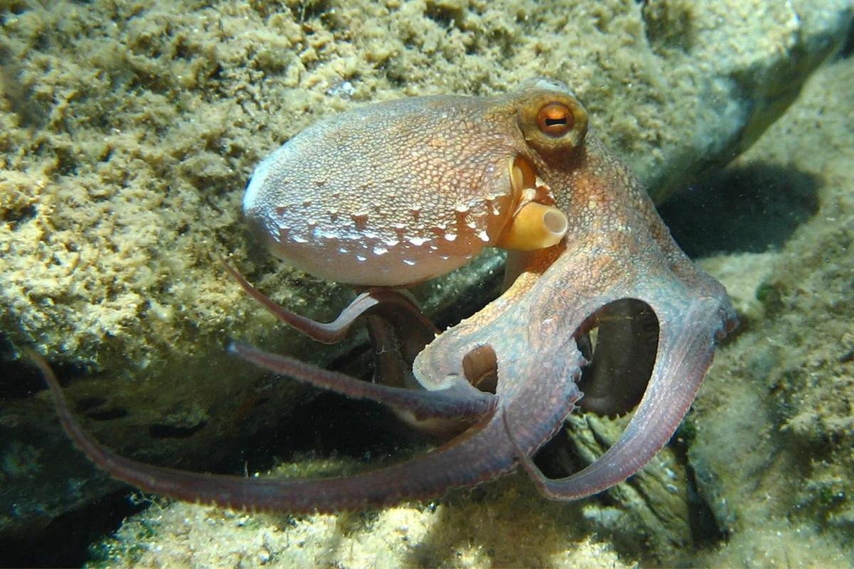 Top 10 World's Most Poisonous Octopuses - Species and Photos