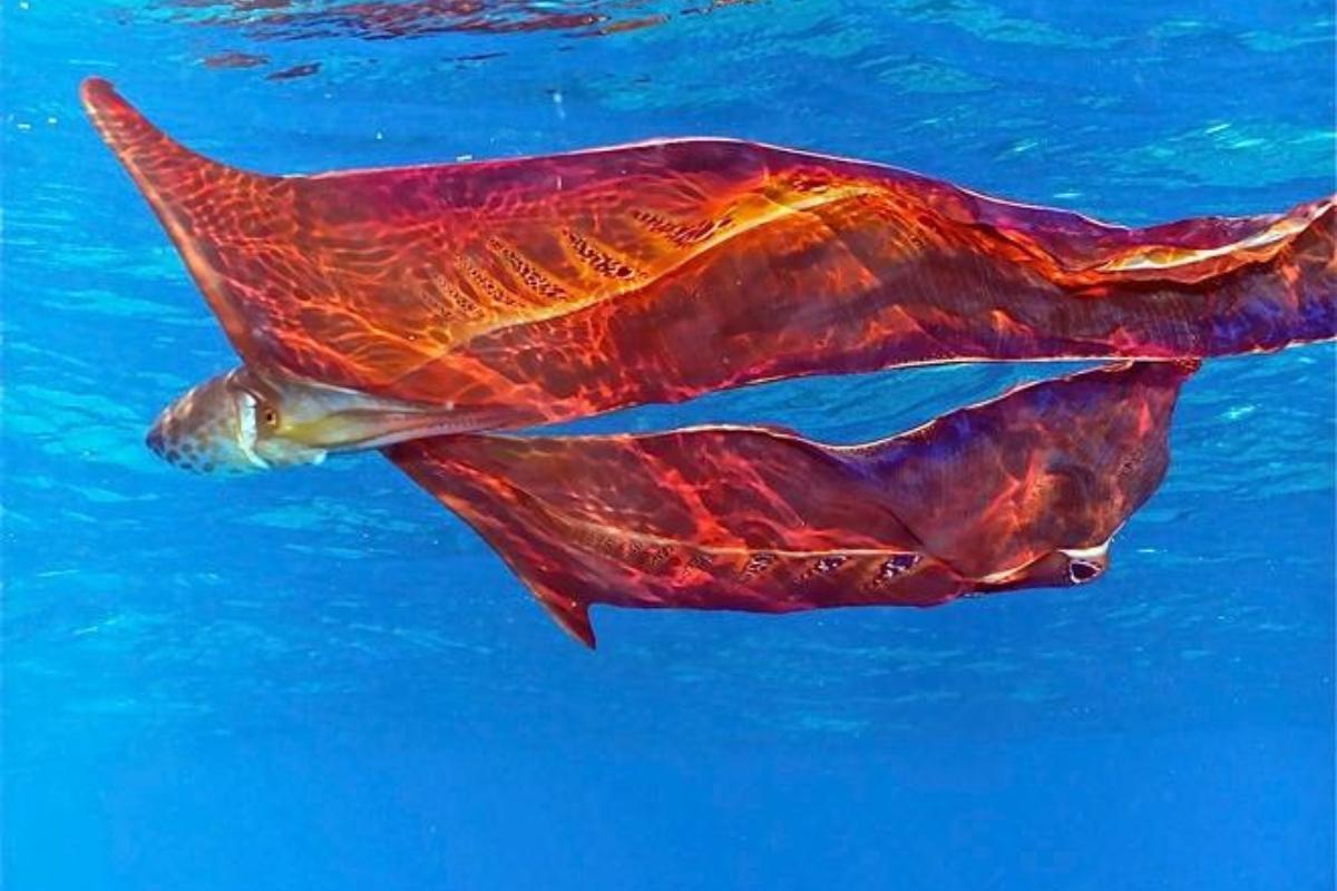 Top 10 World's Most Poisonous Octopuses - Species and Photos