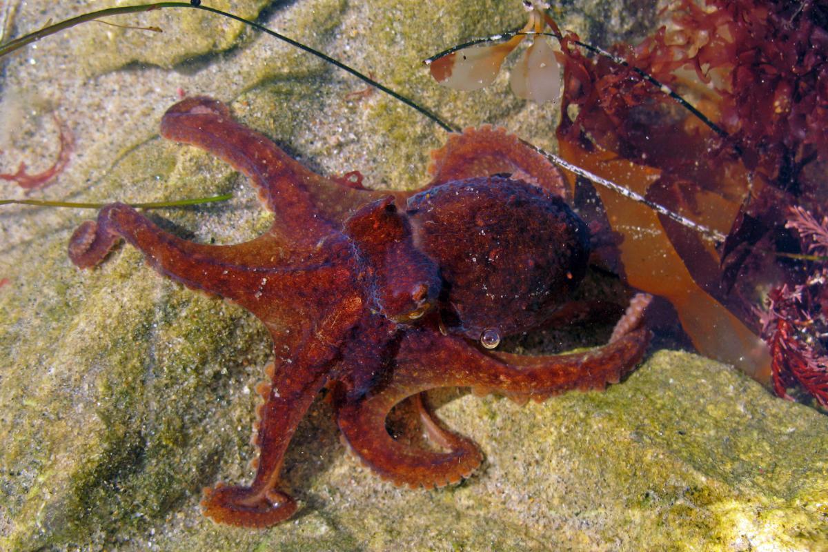 Top 10 World's Most Poisonous Octopuses - Species and Photos