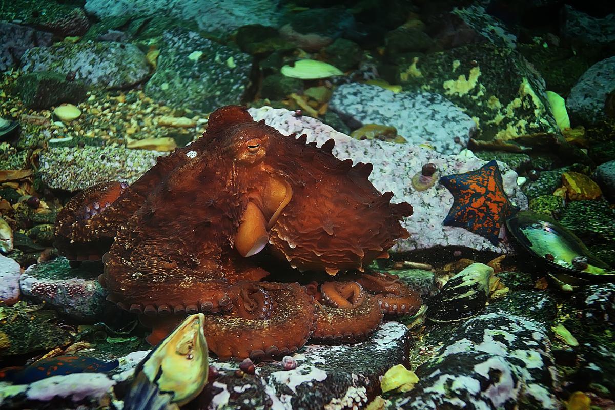 Top 10 World's Most Poisonous Octopuses - Species and Photos