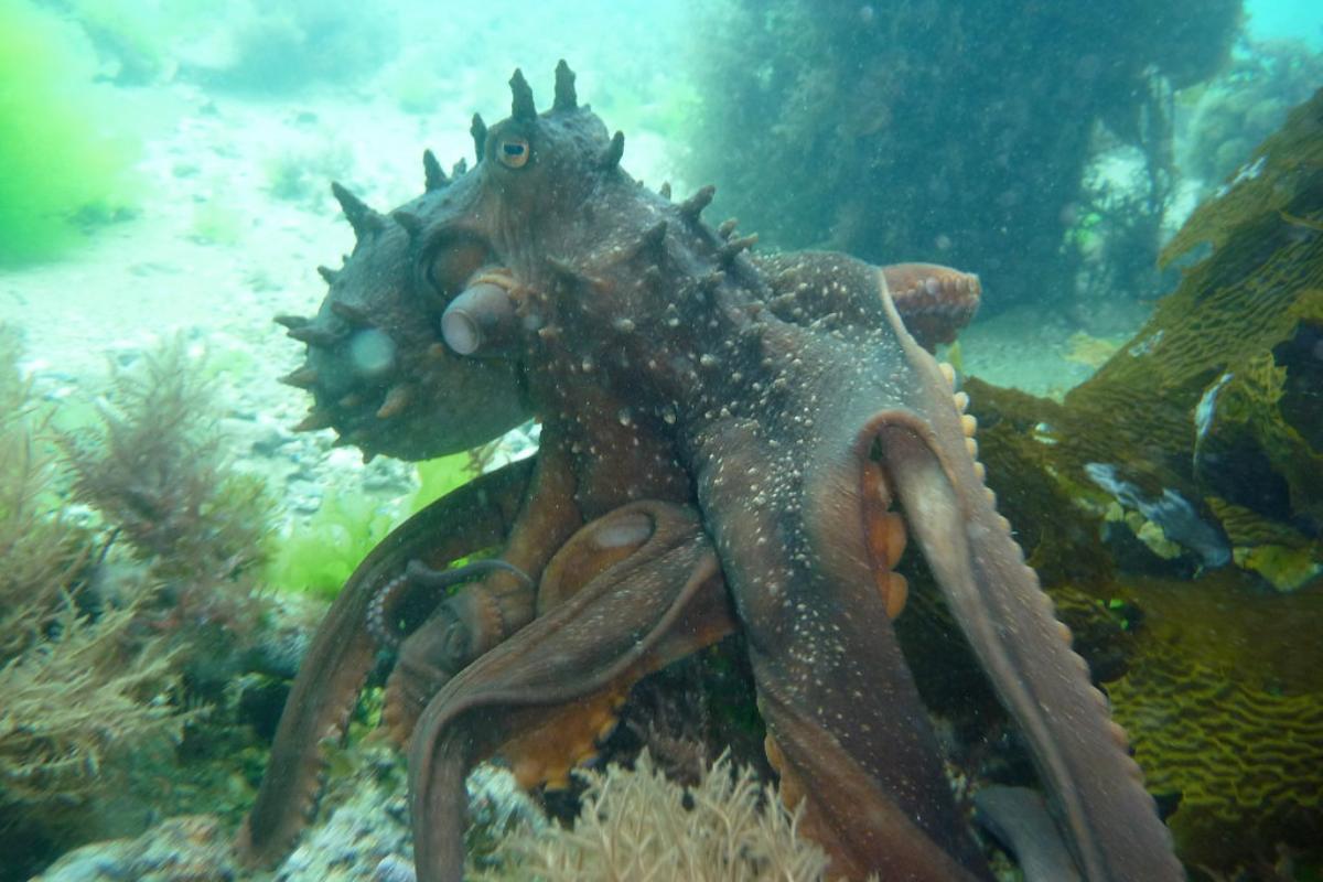 Top 10 World's Most Poisonous Octopuses - Species and Photos