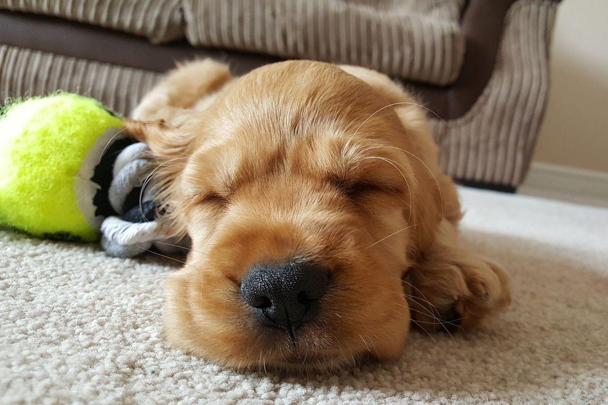 My Dog Is Fainting - Syncope in Dogs