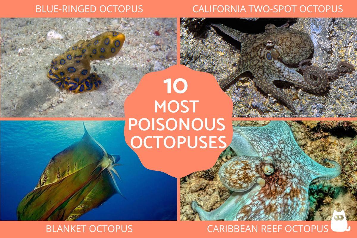 Top 10 World's Most Poisonous Octopuses - Species and Photos