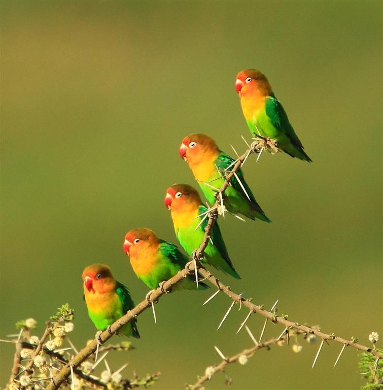 Tips to Train a Pet Lovebird