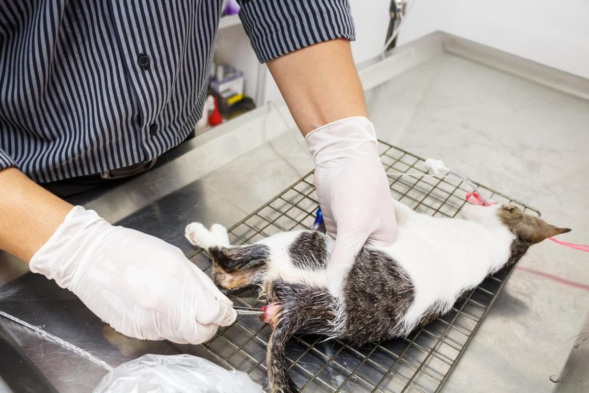 Megacolon in Cats - Symptoms and Treatment