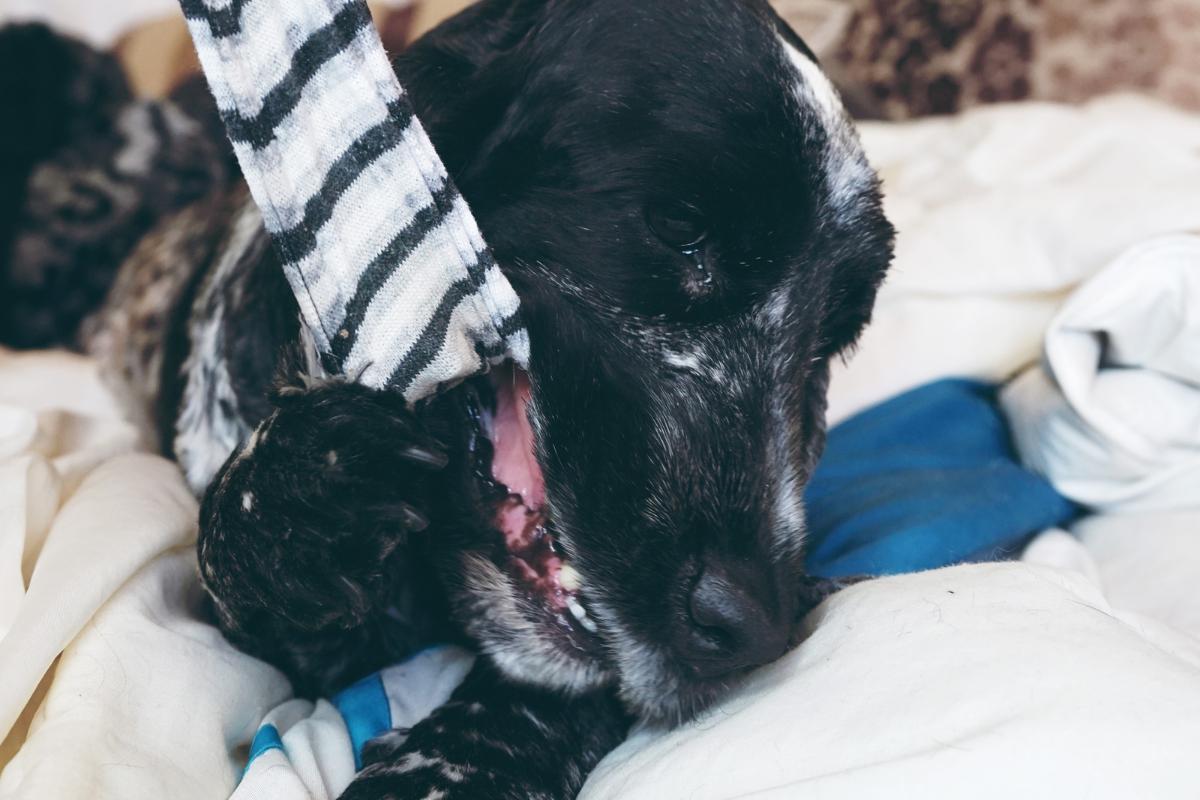 My Dog Ate a Sock But Is Acting Normal - What to Do