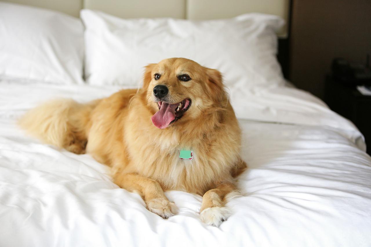 5 Reasons Dogs Circle Before Bed - Dog Nesting Behavior Explained