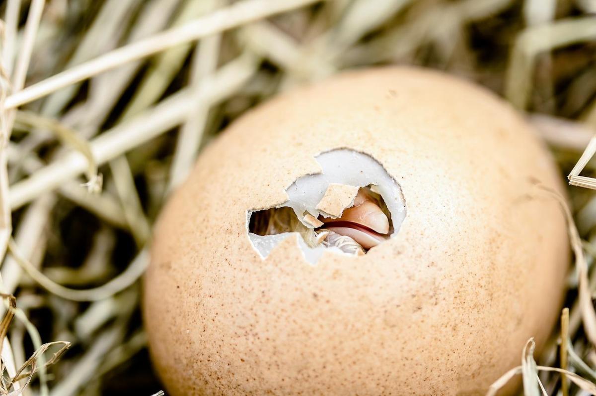 How do Chickens Reproduce? - Chicken reproduction - Mating, Incubation ...