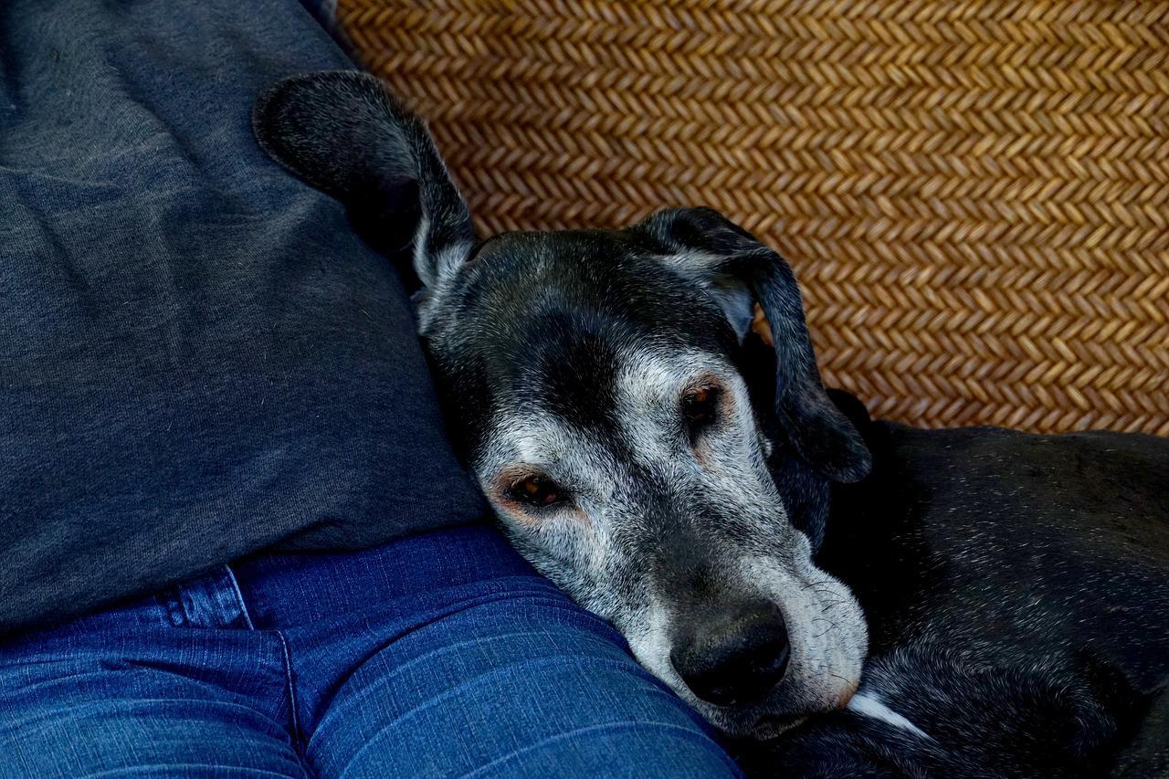 Meningoencephalitis in Dogs - Causes, Symptoms, Treatment and Life ...