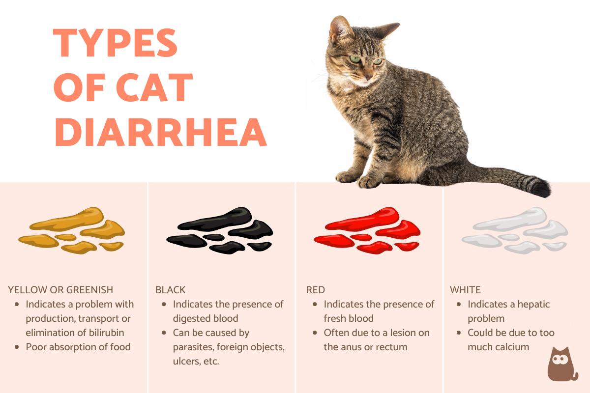 Types of Cat Diarrhea - Color Chat With Photos
