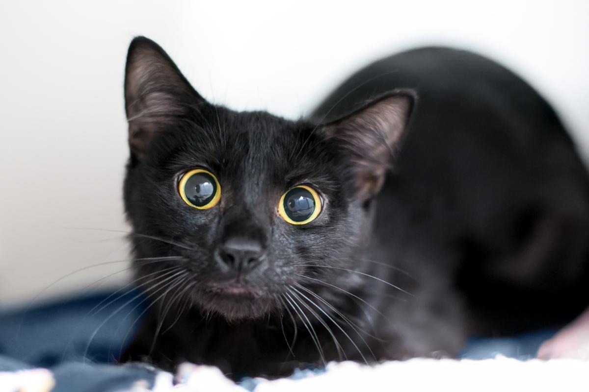 Can Cats Die From Stress? - Health Effects of Stress in Cats