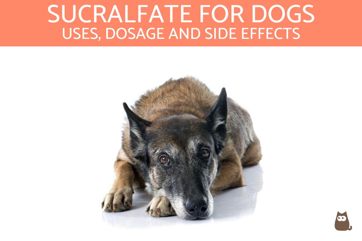 Sucralfate for Dogs - Uses, Dosage and Side Effects