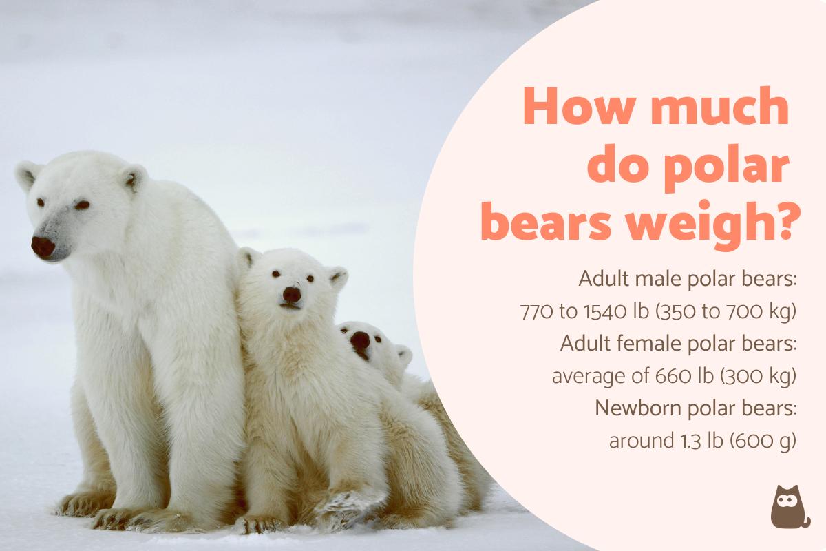 How Much Does a Polar Bear Weigh? - Adults and Cubs