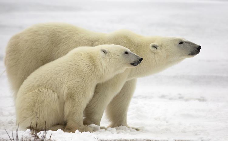 How Much Does a Polar Bear Weigh? - Adults and Cubs