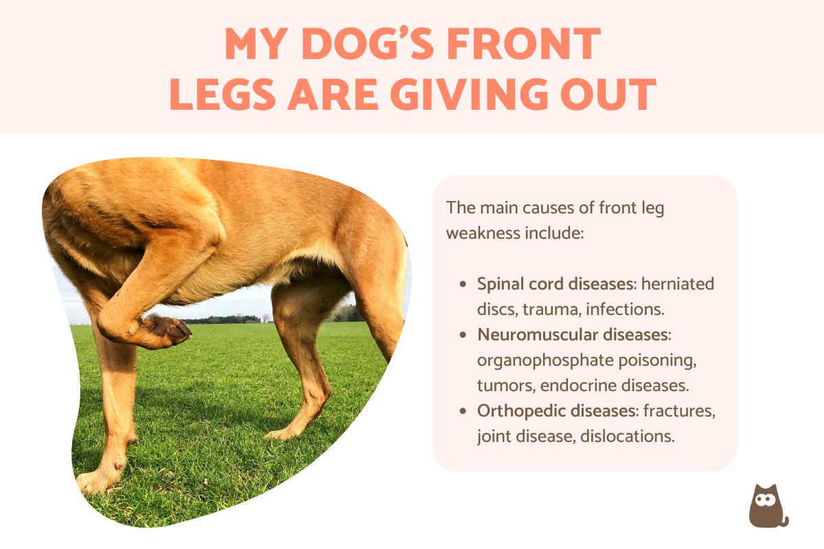 My Dog's Front Legs Are Giving Out Suddenly - Causes of Front Leg Weakness