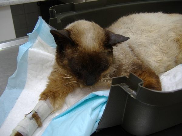 Is My Cat Anorexic? - Anorexia in Cats Causes, Symptoms & Treatment