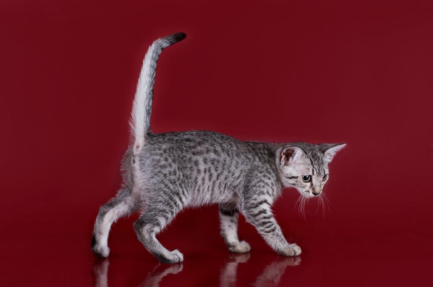 8 Gray Cat Breeds - Longhair, Shorthair, Tabby & Bluish