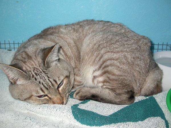 Is My Cat Anorexic? - Anorexia in Cats Causes, Symptoms & Treatment