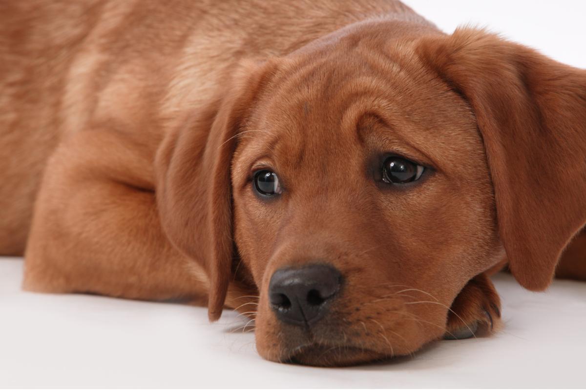 10+ Signs a Dog Is Sad and Depressed - Body Language Signs