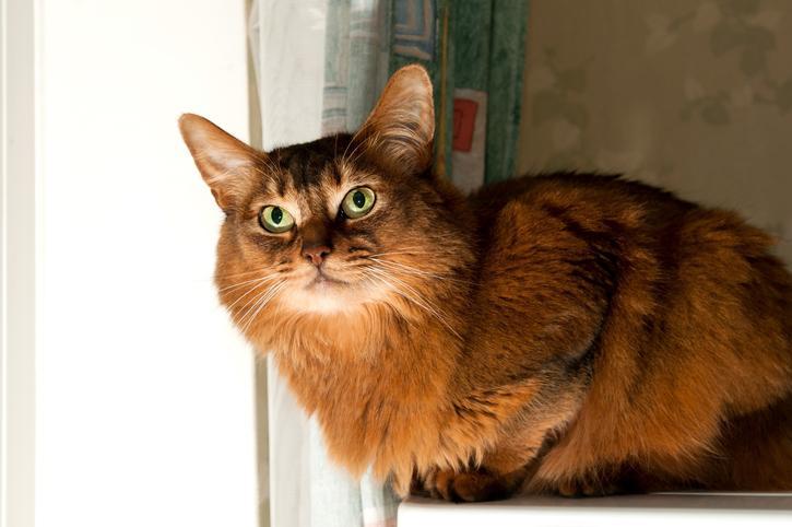 Most POPULAR Cat Breeds - Top 10 With Pictures!