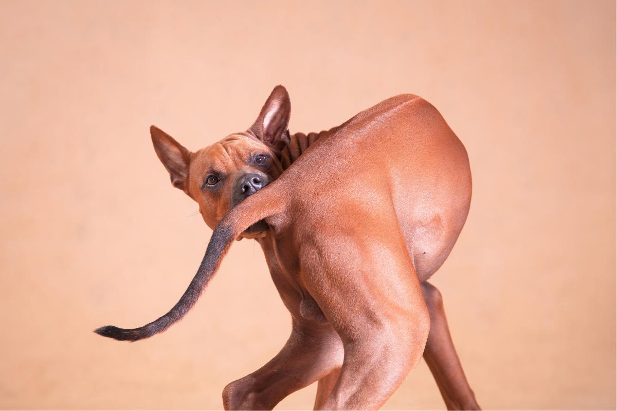 10+ Signs a Dog Is Sad and Depressed - Body Language Signs