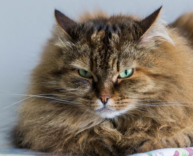Most POPULAR Cat Breeds - Top 10 With Pictures!