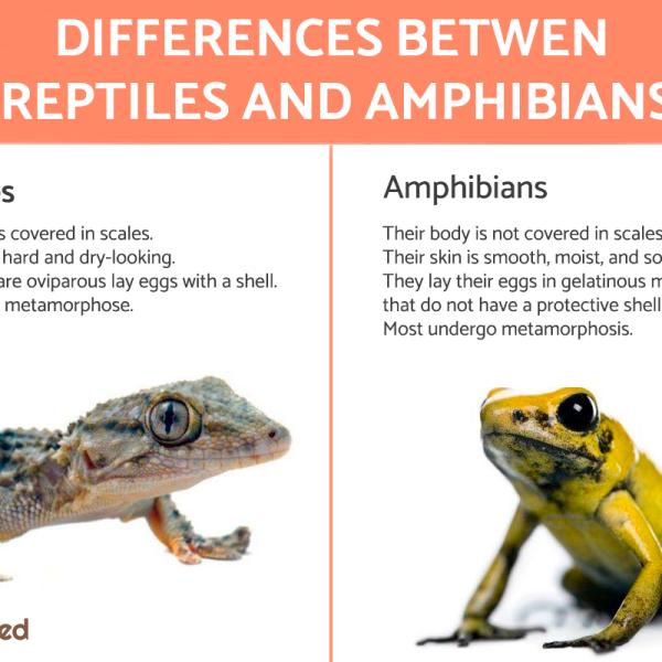 5 Best Ways To Distinguish Reptiles From Amphibians Fish