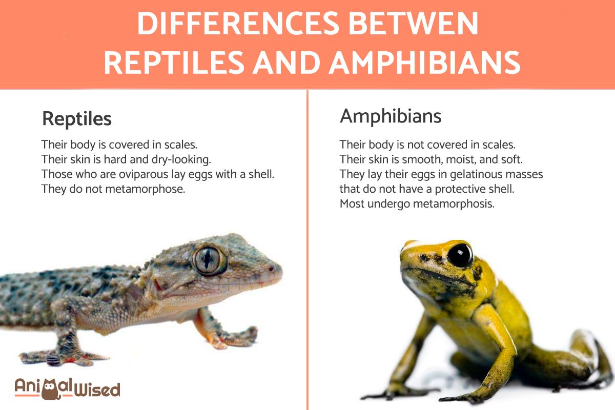 Reptiles Vs. Amphibians - Differences Explained With Examples & Photos