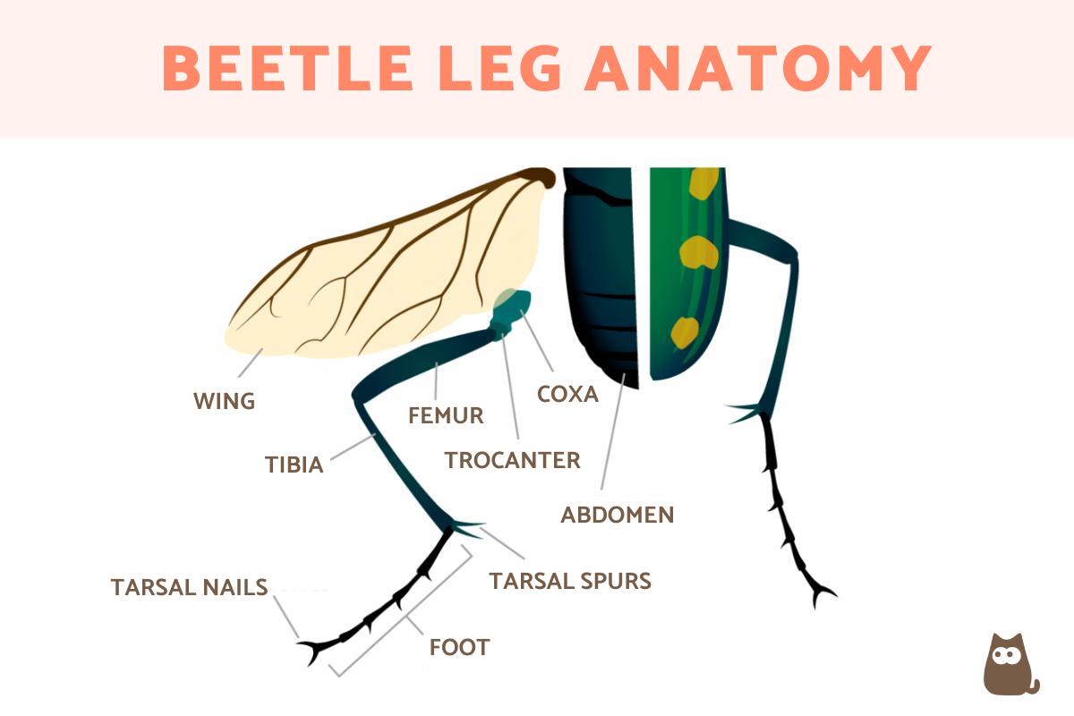 How Many Legs Do Beetles Have? - Beetle Leg Anatomy