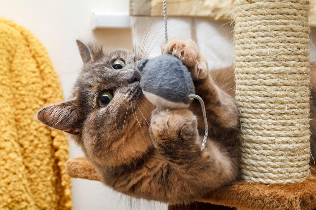 My Cat Keeps Biting Itself - Causes of Excessive Fur Chewing - And ...