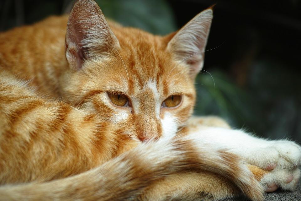 My Cat Keeps Biting Itself - Causes of Excessive Fur Chewing - And ...