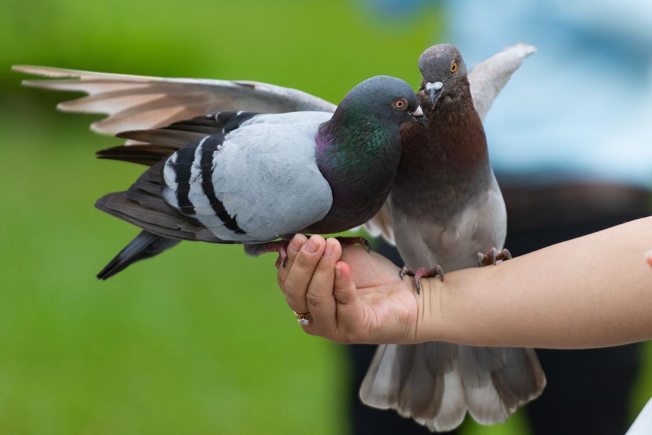 Keeping Pigeons as Pets - Full Care Guide for Pet Pigeons