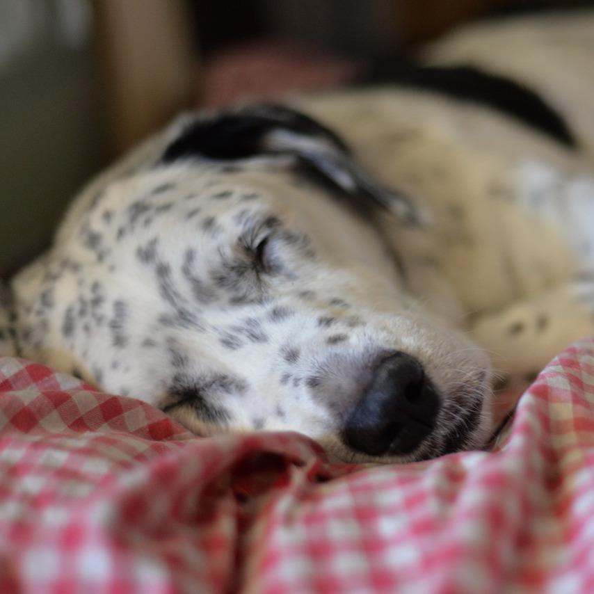 Dog Poisoning - Symptoms and First Aid